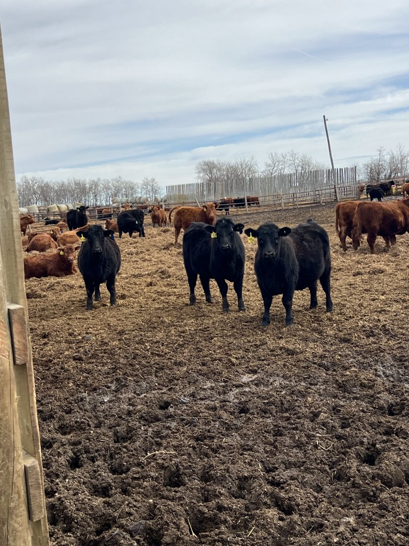 Home raised Simmental/ Angus cross Replacement Heifers | Brandon ...