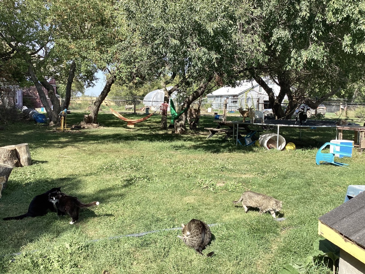 Cats cats and more cats | Discussions | eBrandon - Brandon, Manitoba's ...