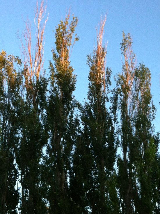 Poplar trees dying??? | Discussions | eBrandon - Brandon, Manitoba's ...